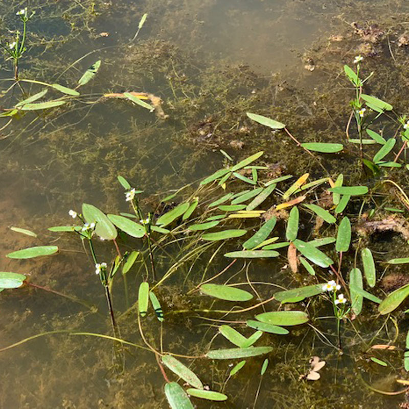 Alismataceae
