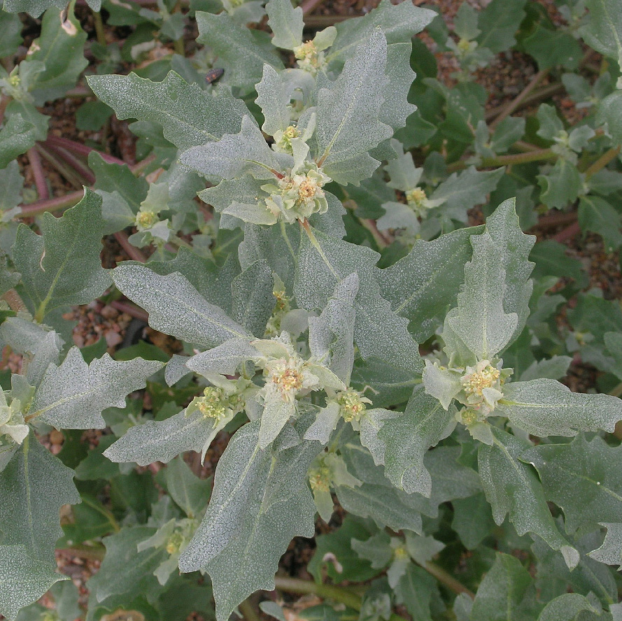 Amaranthaceae