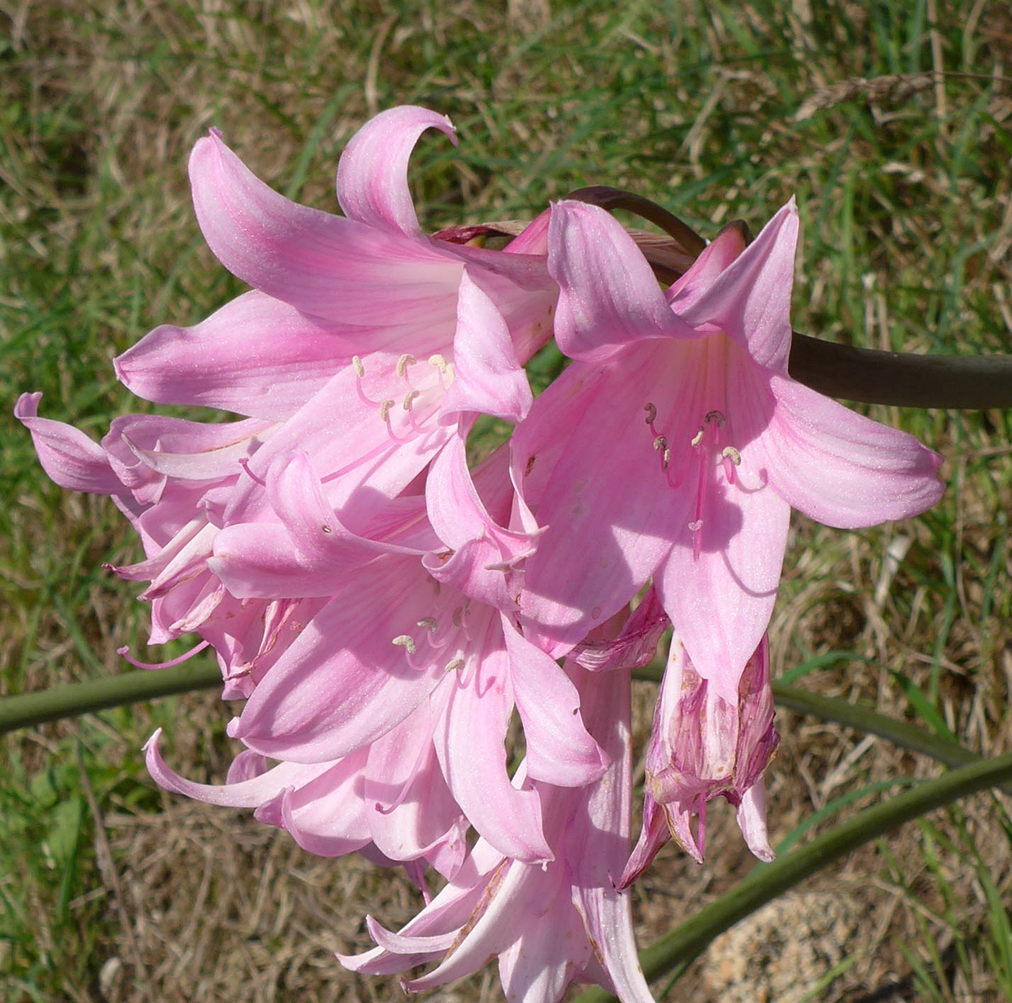 Amaryllidaceae