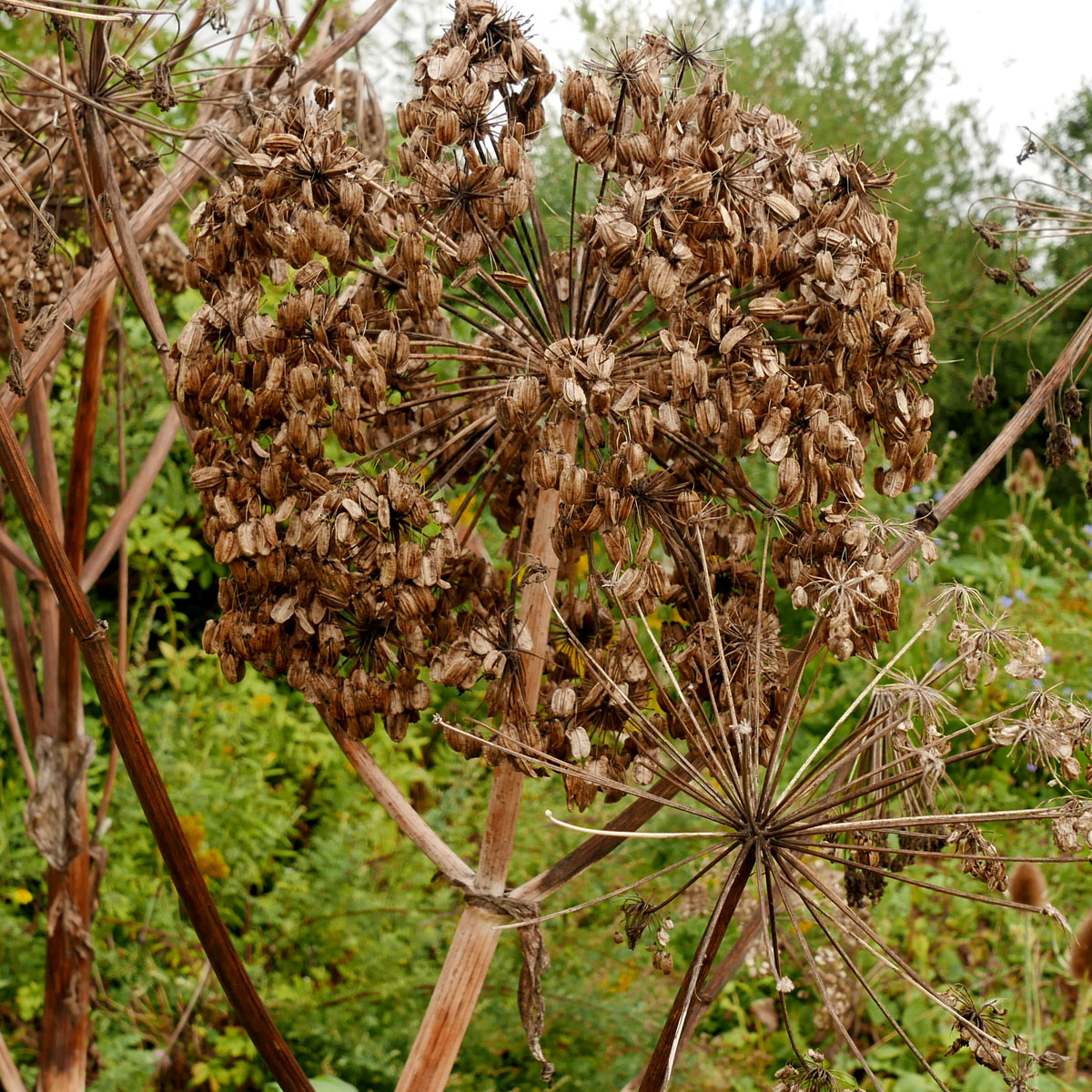 Apiaceae