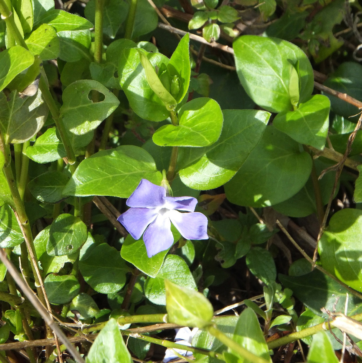 Apocynaceae/Vinca
