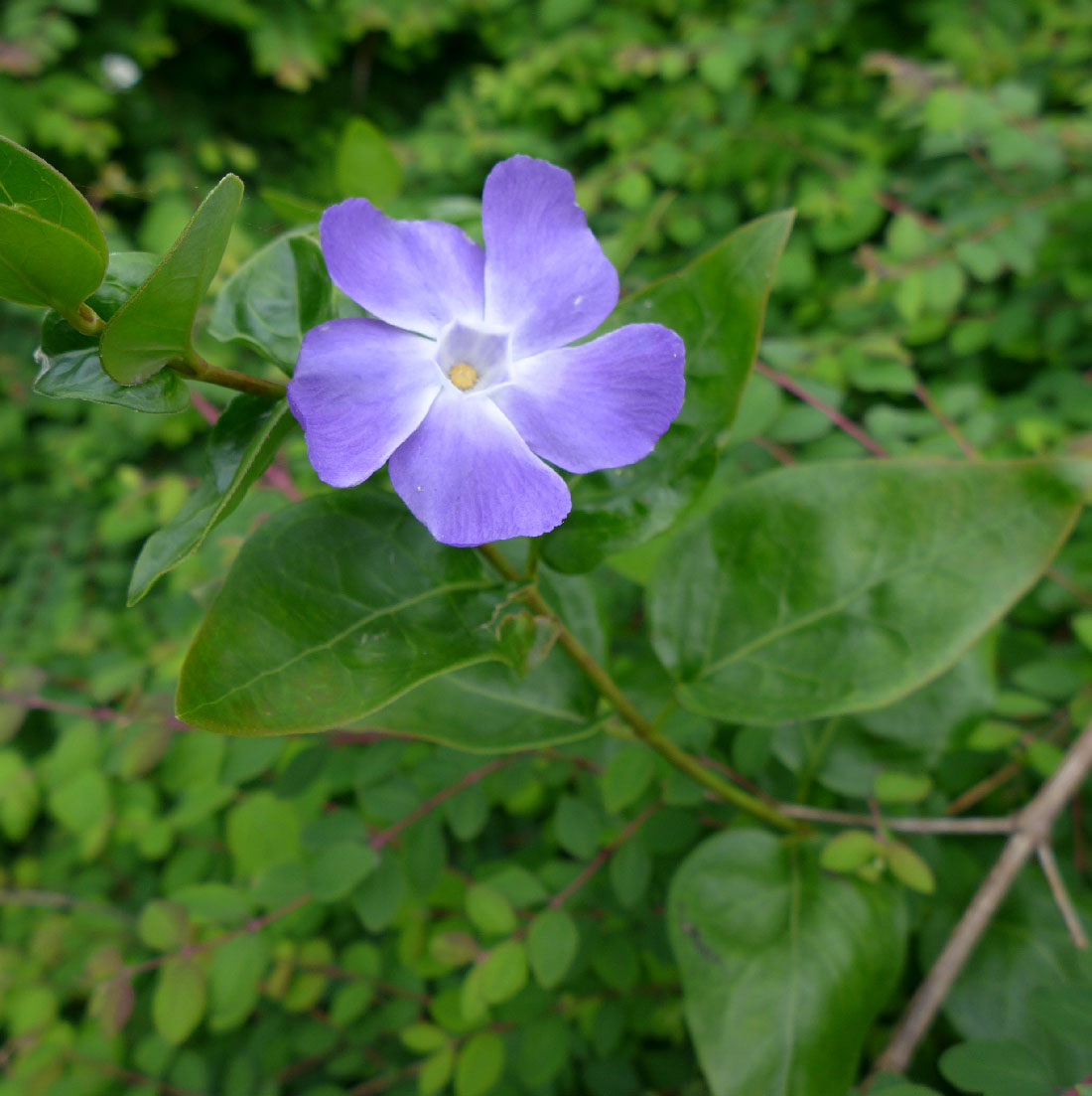 Apocynaceae/Vinca