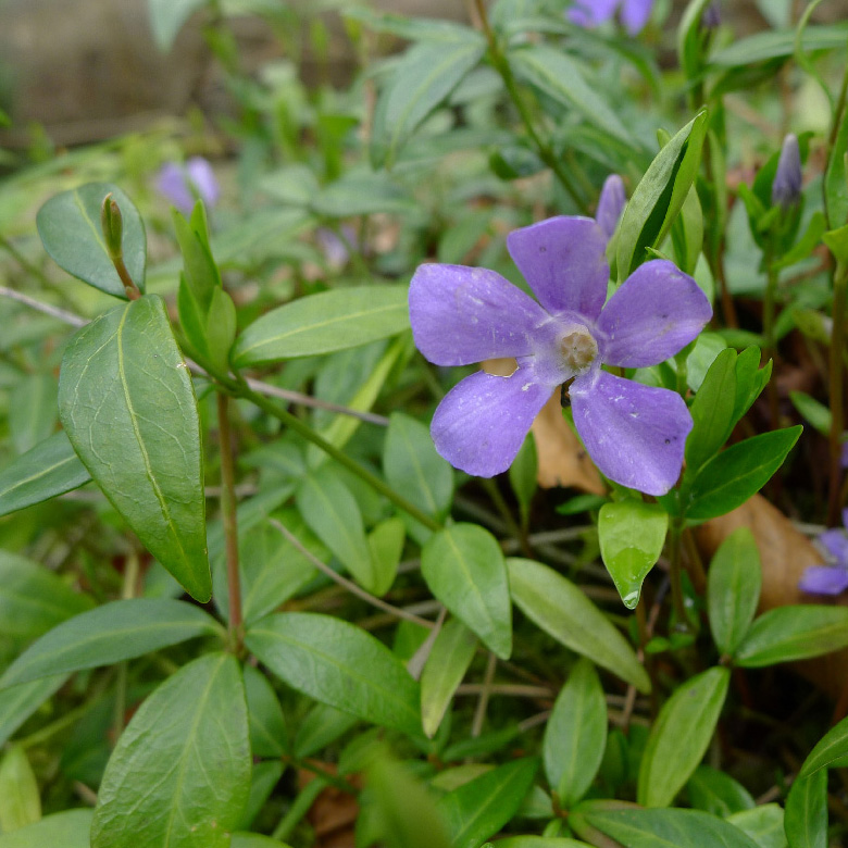 Apocynaceae/Vinca