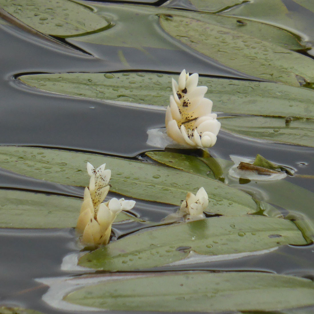 Aponogetonaceae
