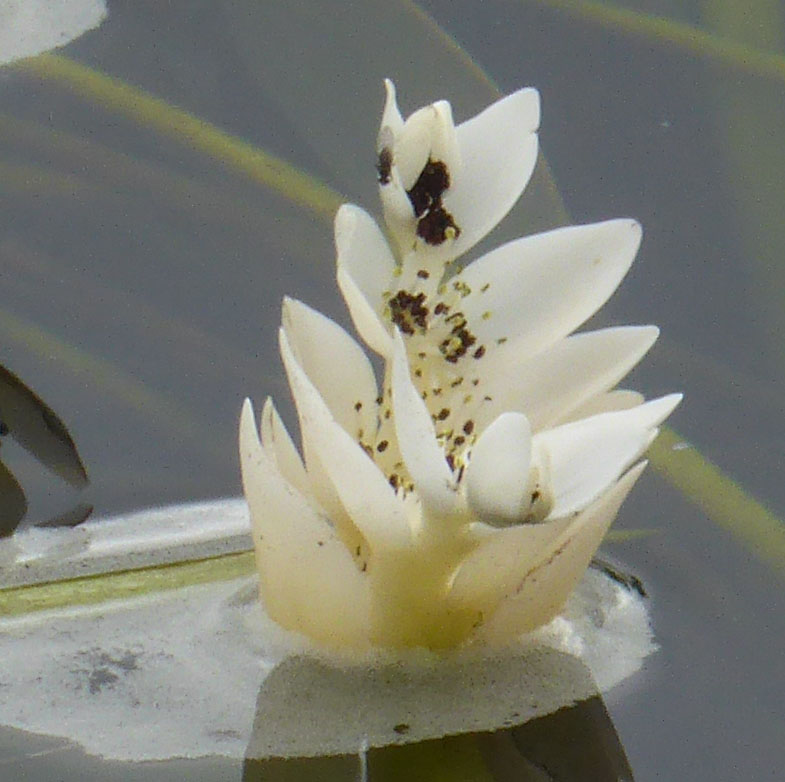 Aponogetonaceae