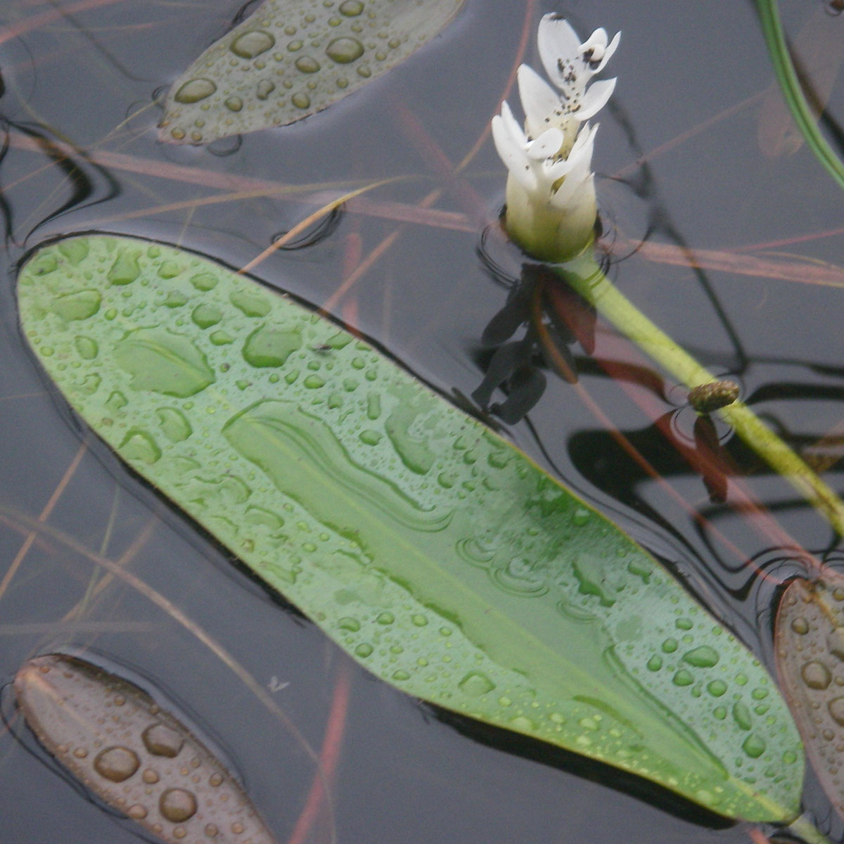 Aponogetonaceae