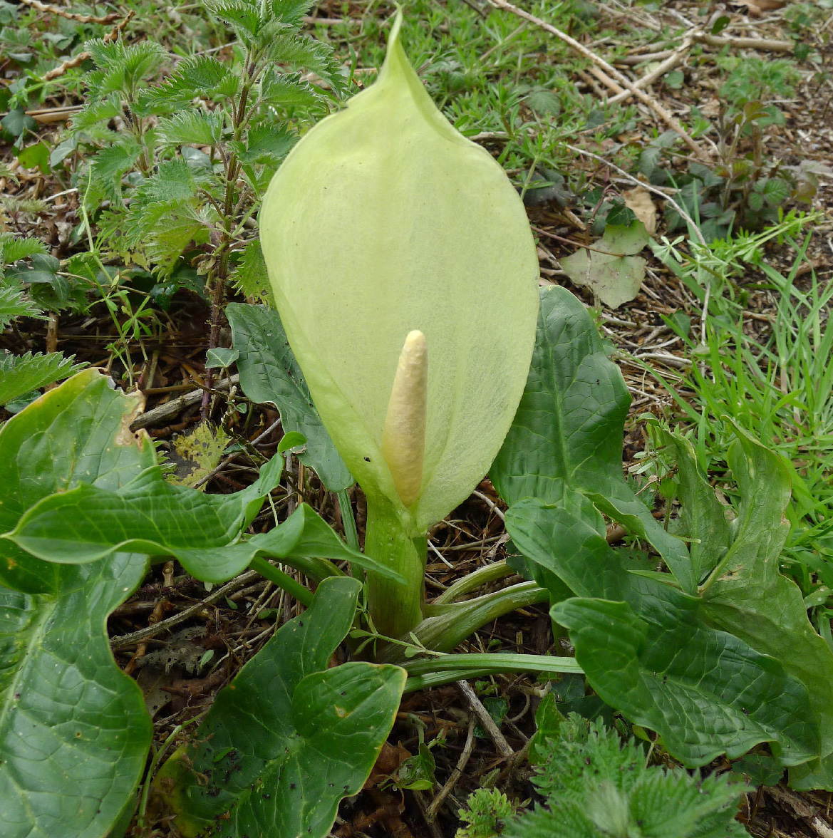 Araceae