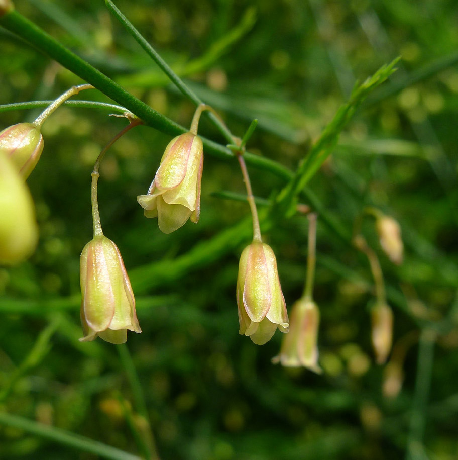 Asparagaceae