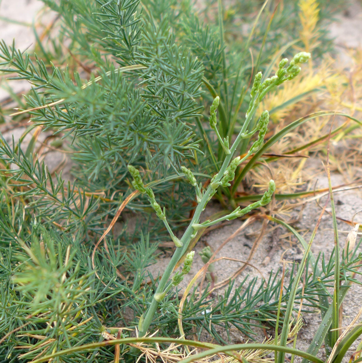Asparagaceae
