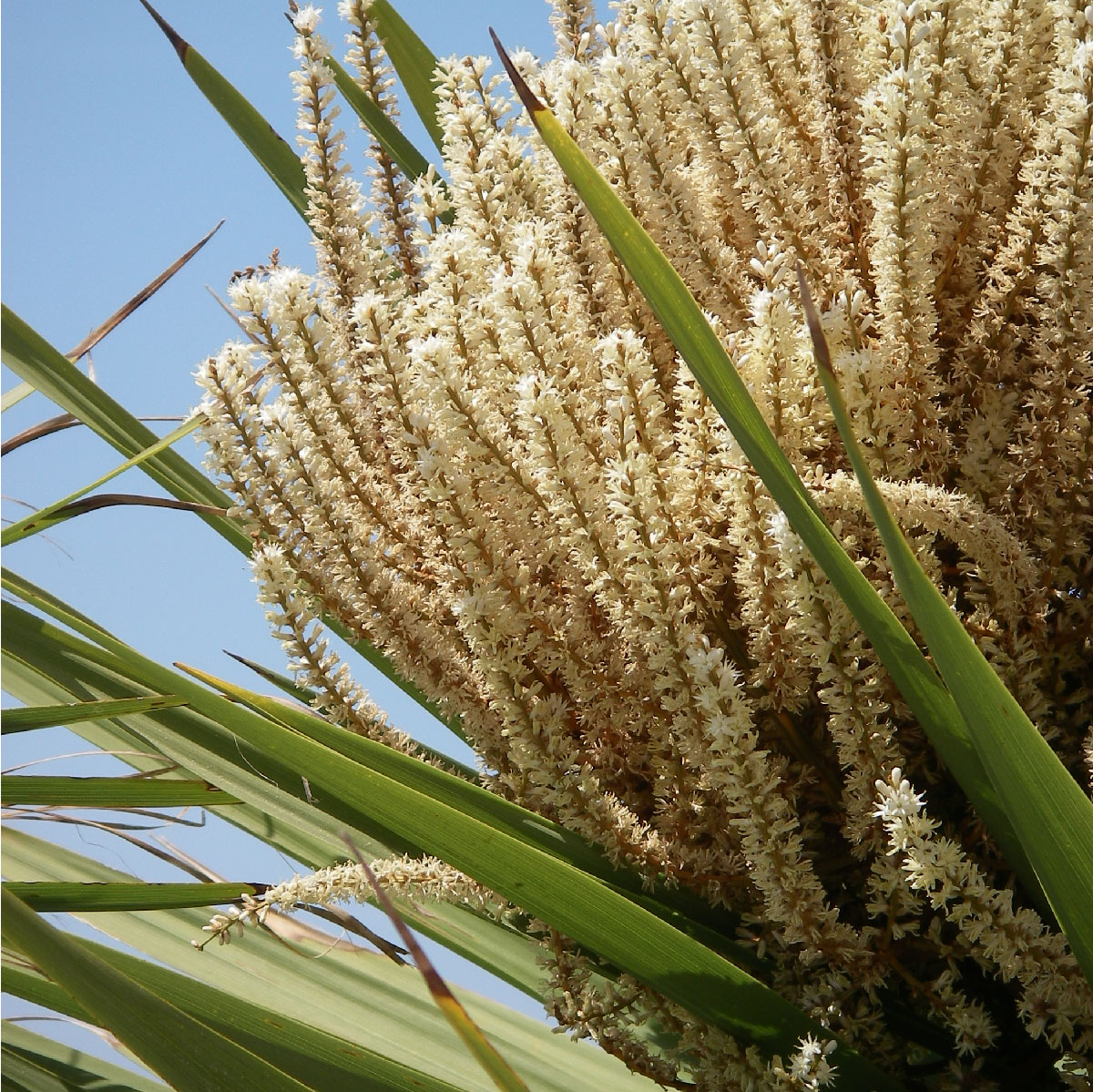 Asparagaceae