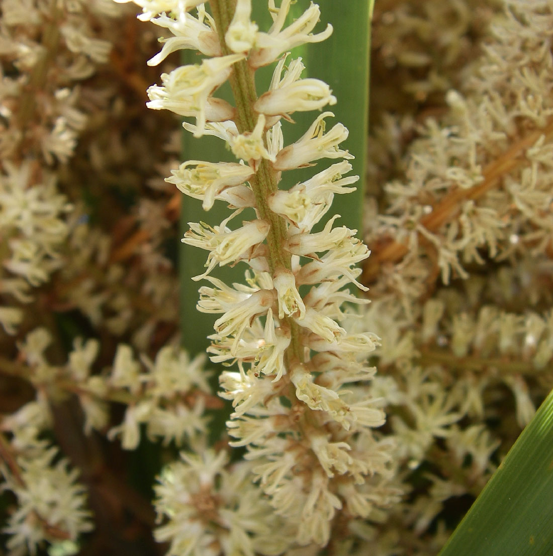 Asparagaceae