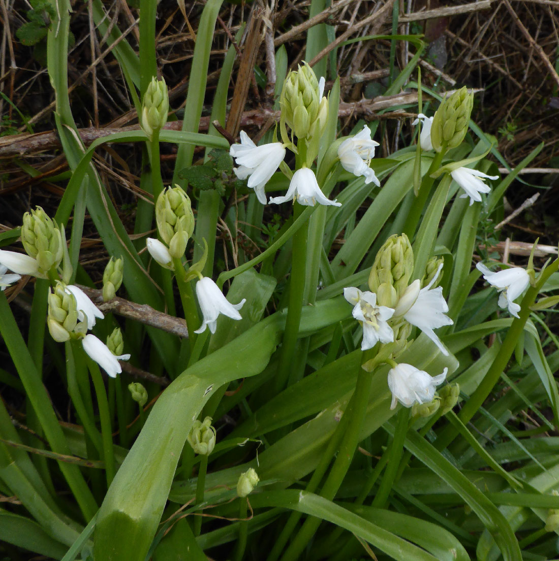 Asparagaceae
