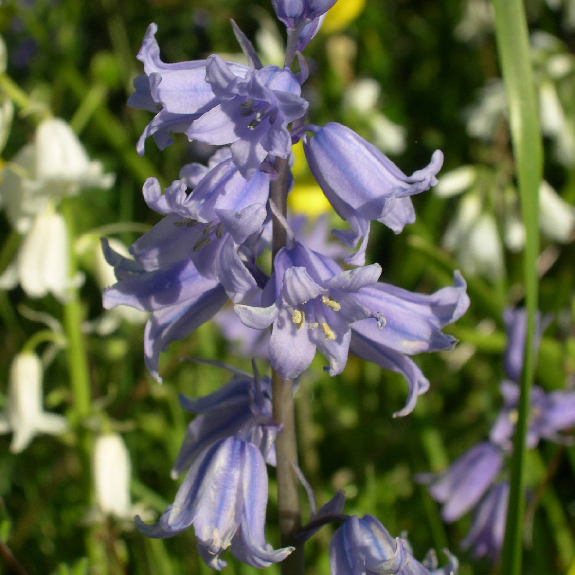 Asparagaceae