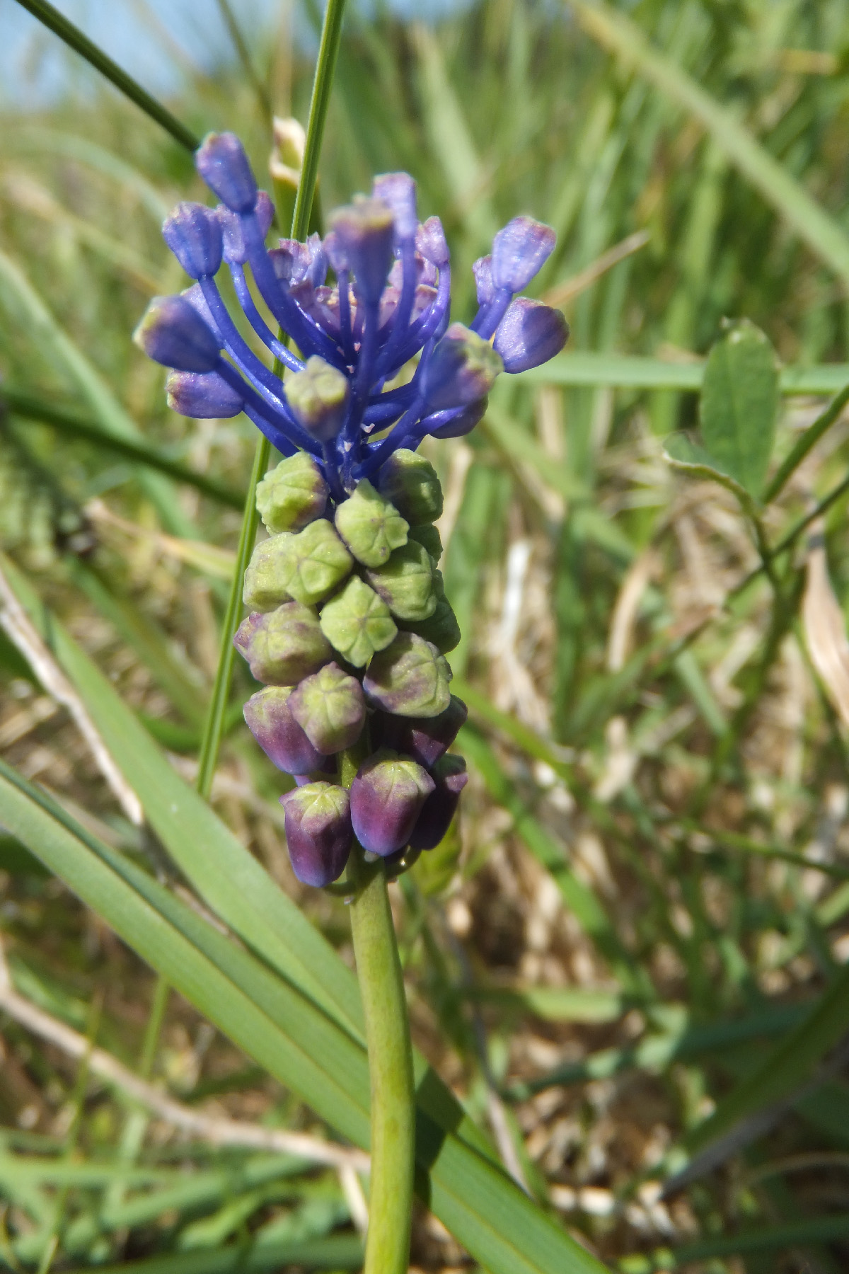 Asparagaceae
