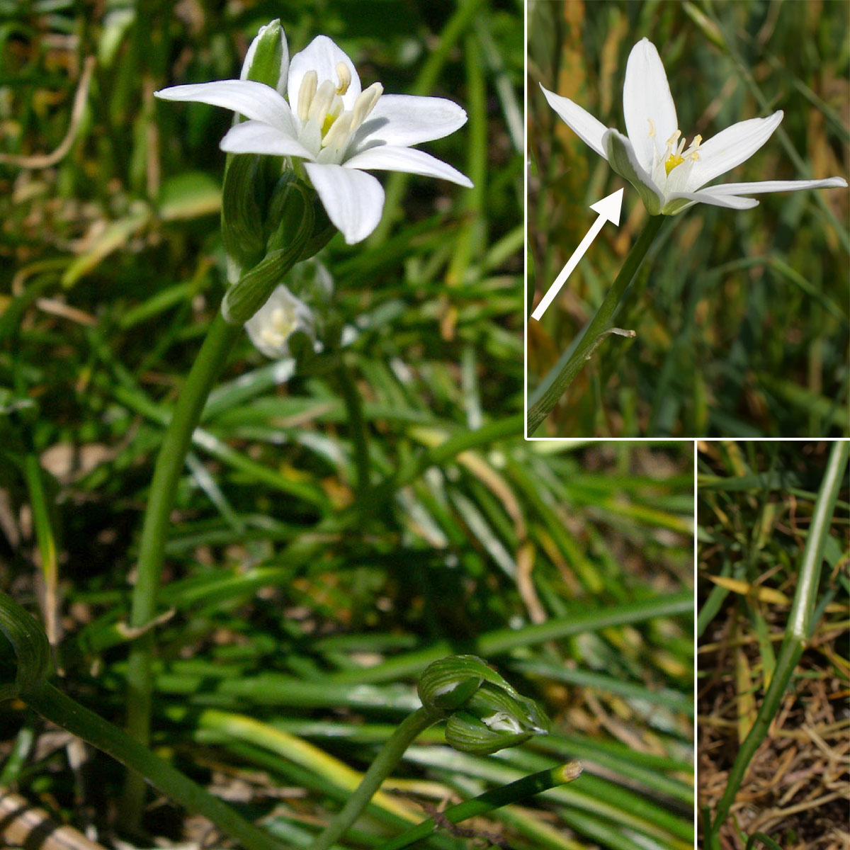 Asparagaceae