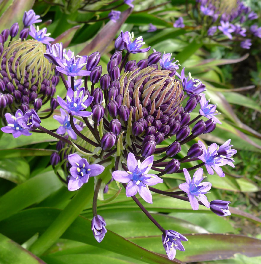 Asparagaceae