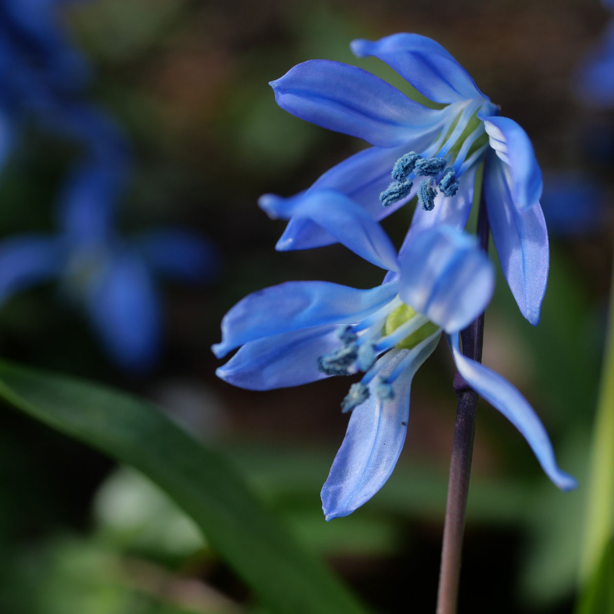 Asparagaceae
