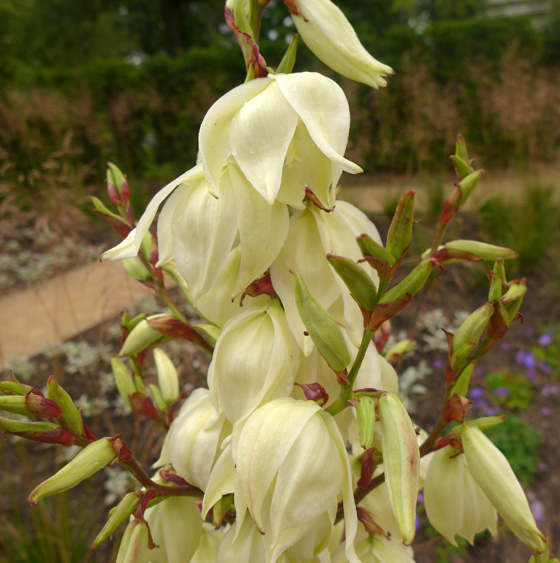 Asparagaceae