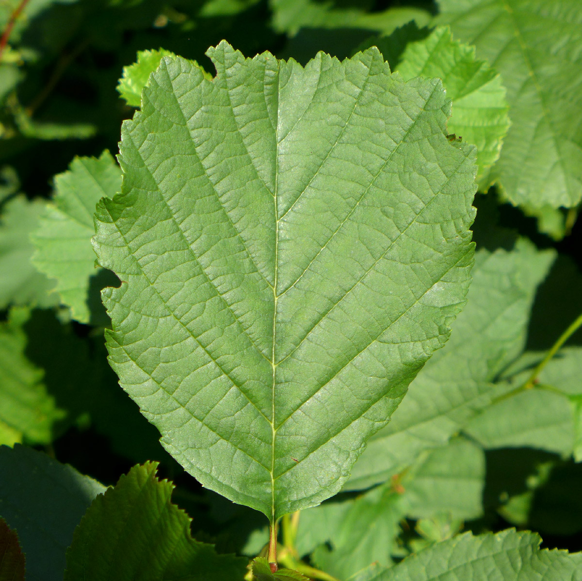 Betulaceae