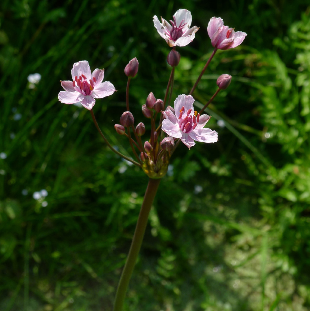 Butomaceae