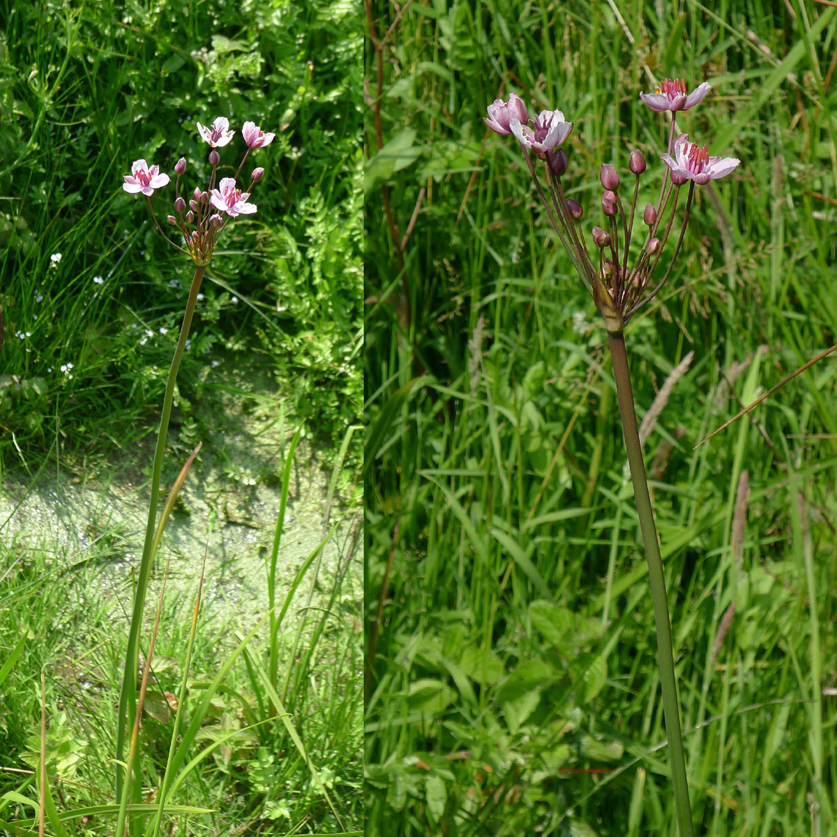 Butomaceae