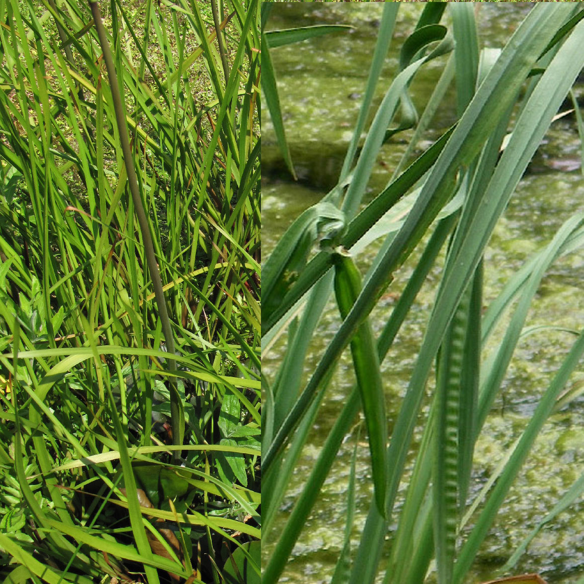 Butomaceae