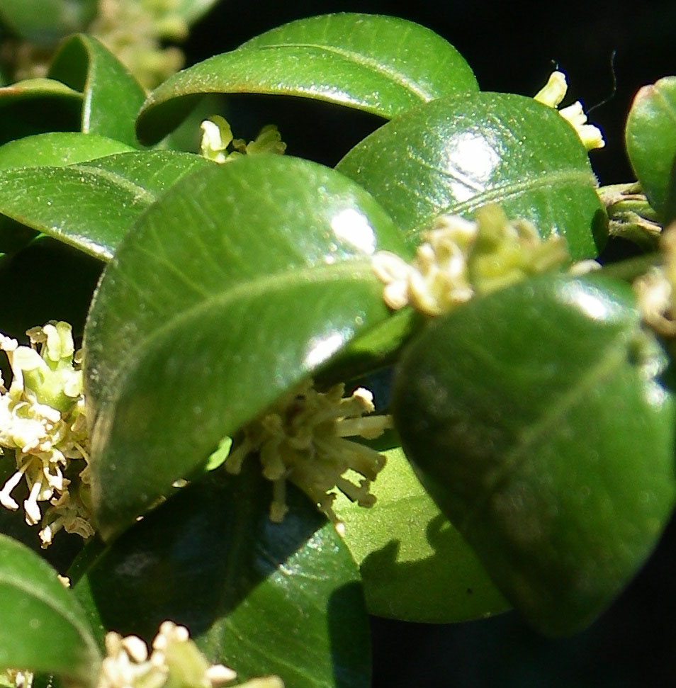 Buxaceae