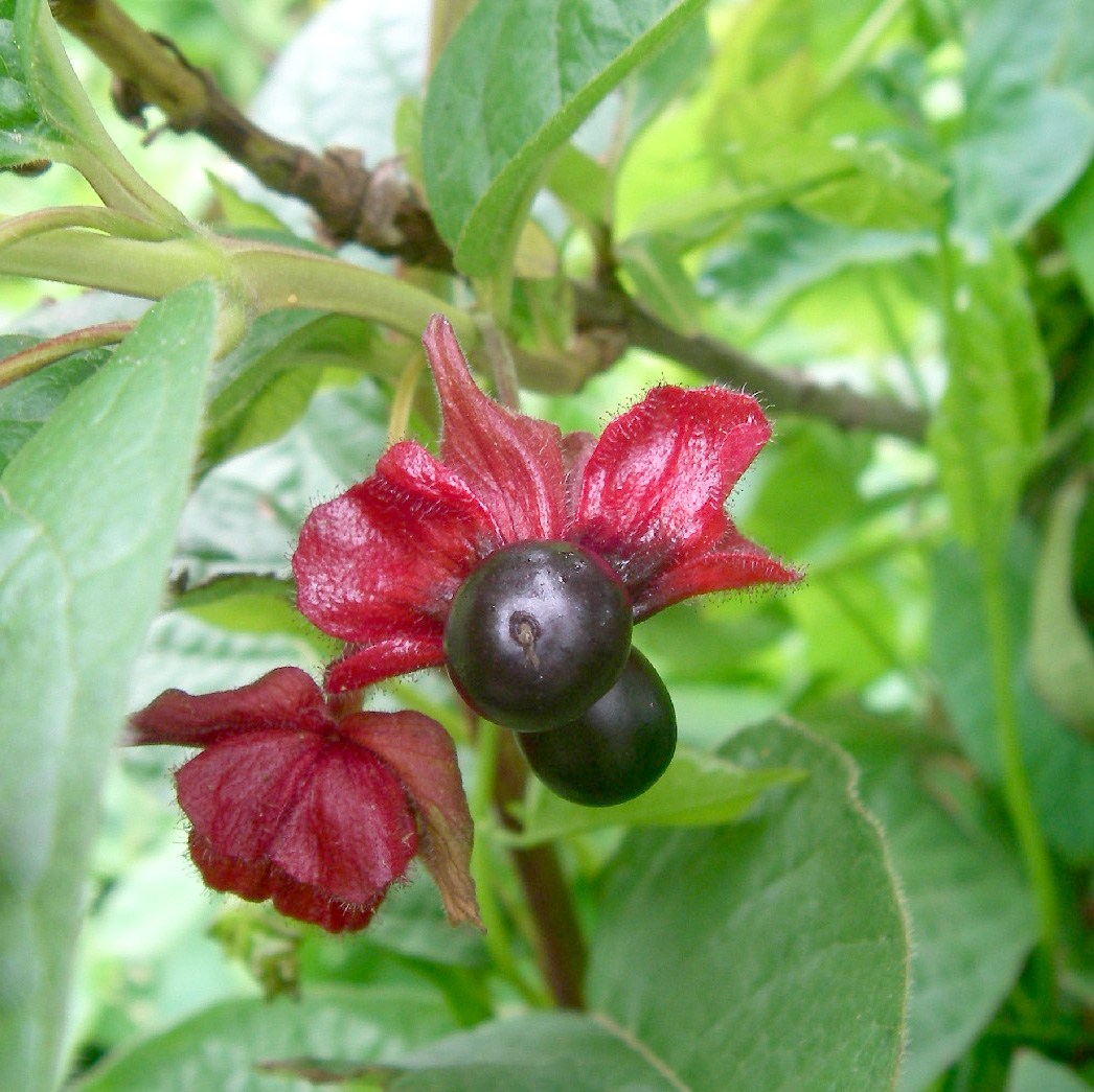Caprifoliaceae