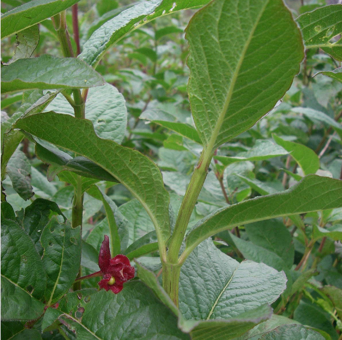Caprifoliaceae