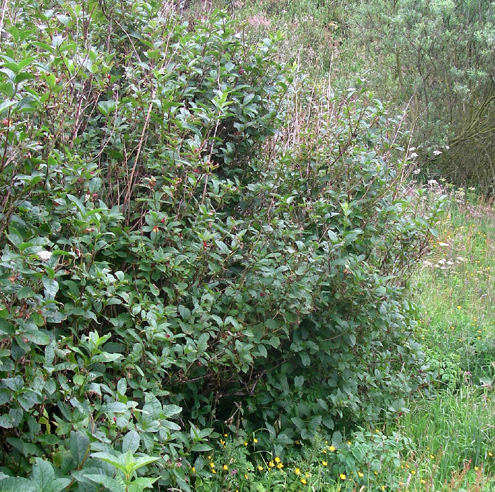 Caprifoliaceae