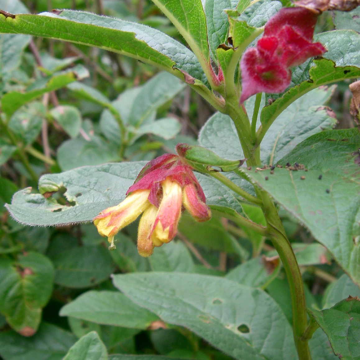 Caprifoliaceae