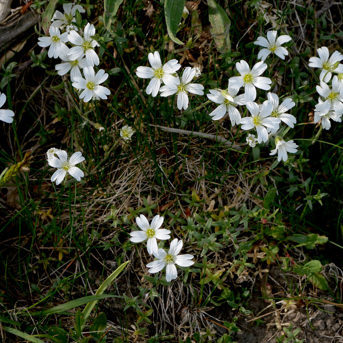 Caryophyllaceae