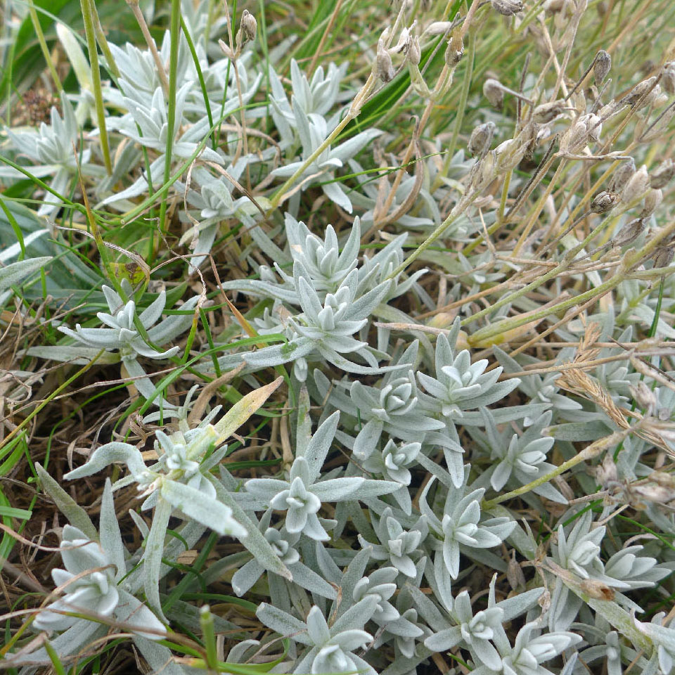 Caryophyllaceae
