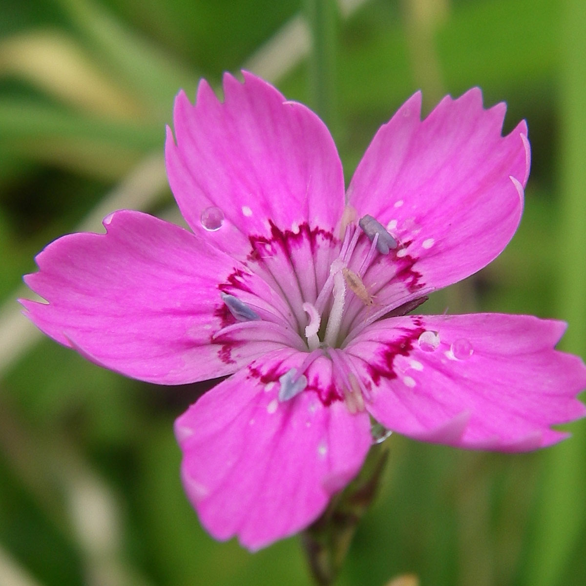 Caryophyllaceae
