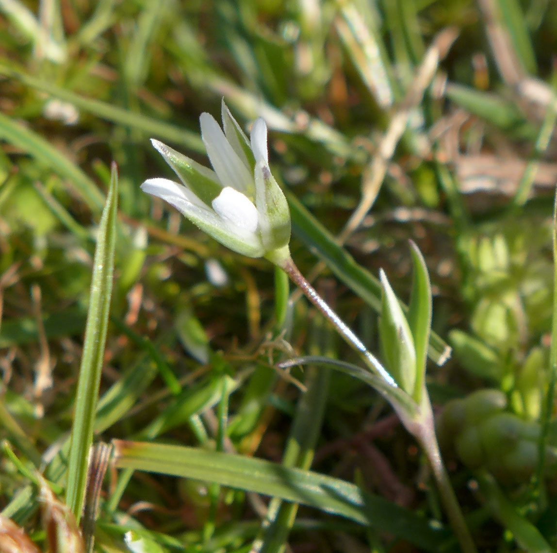 Caryophyllaceae