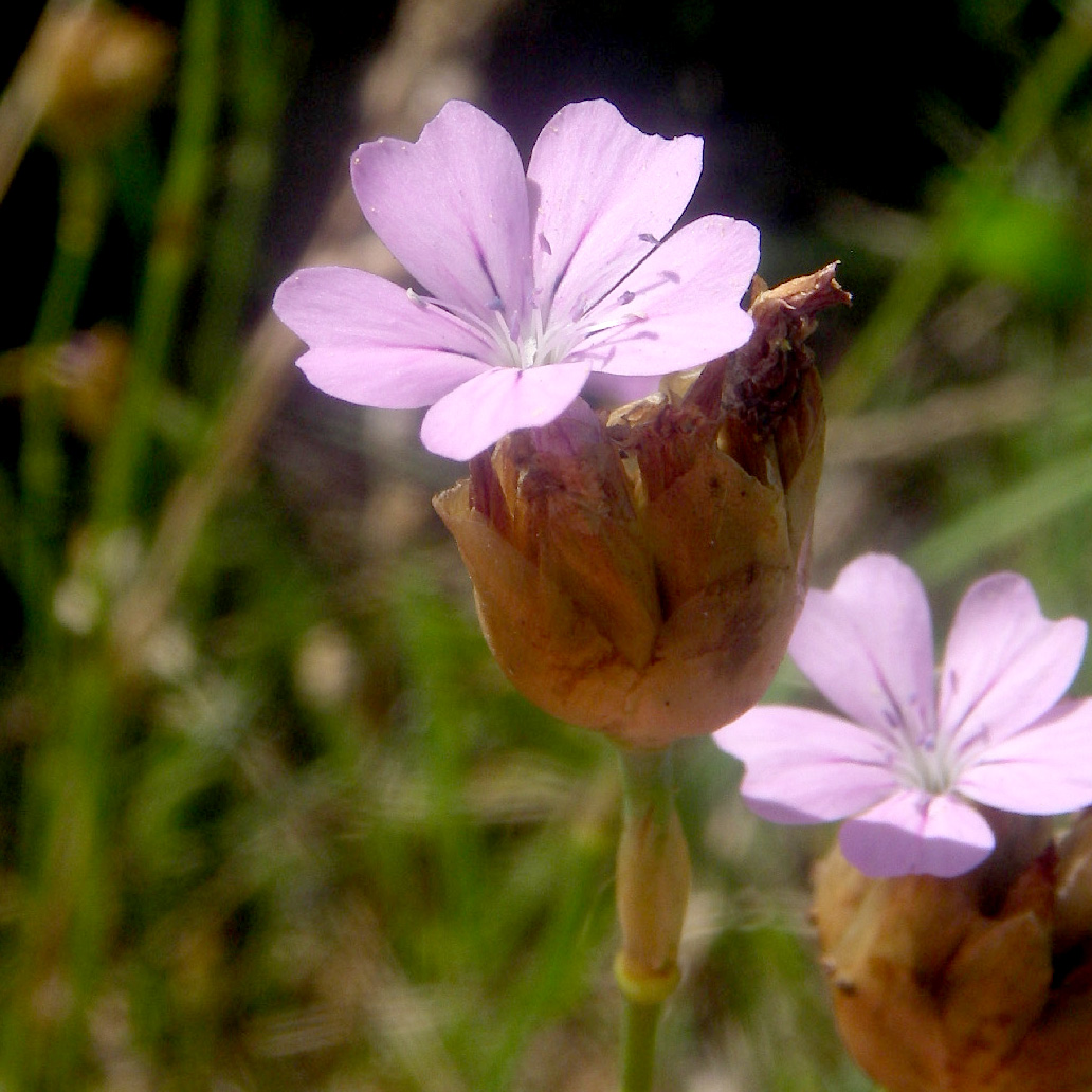 Caryophyllaceae