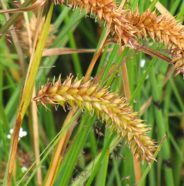 Cyperaceae