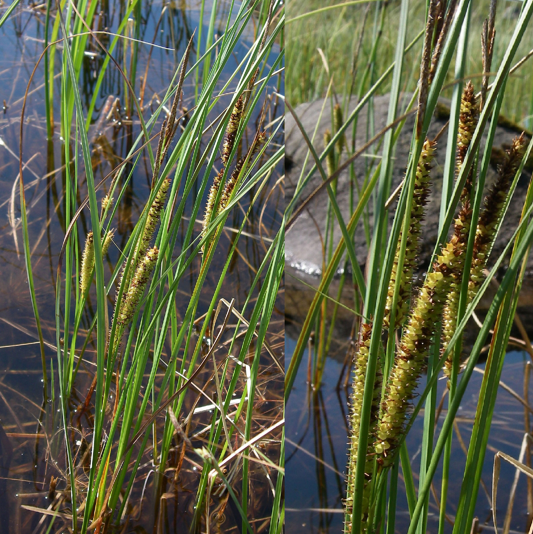 Cyperaceae