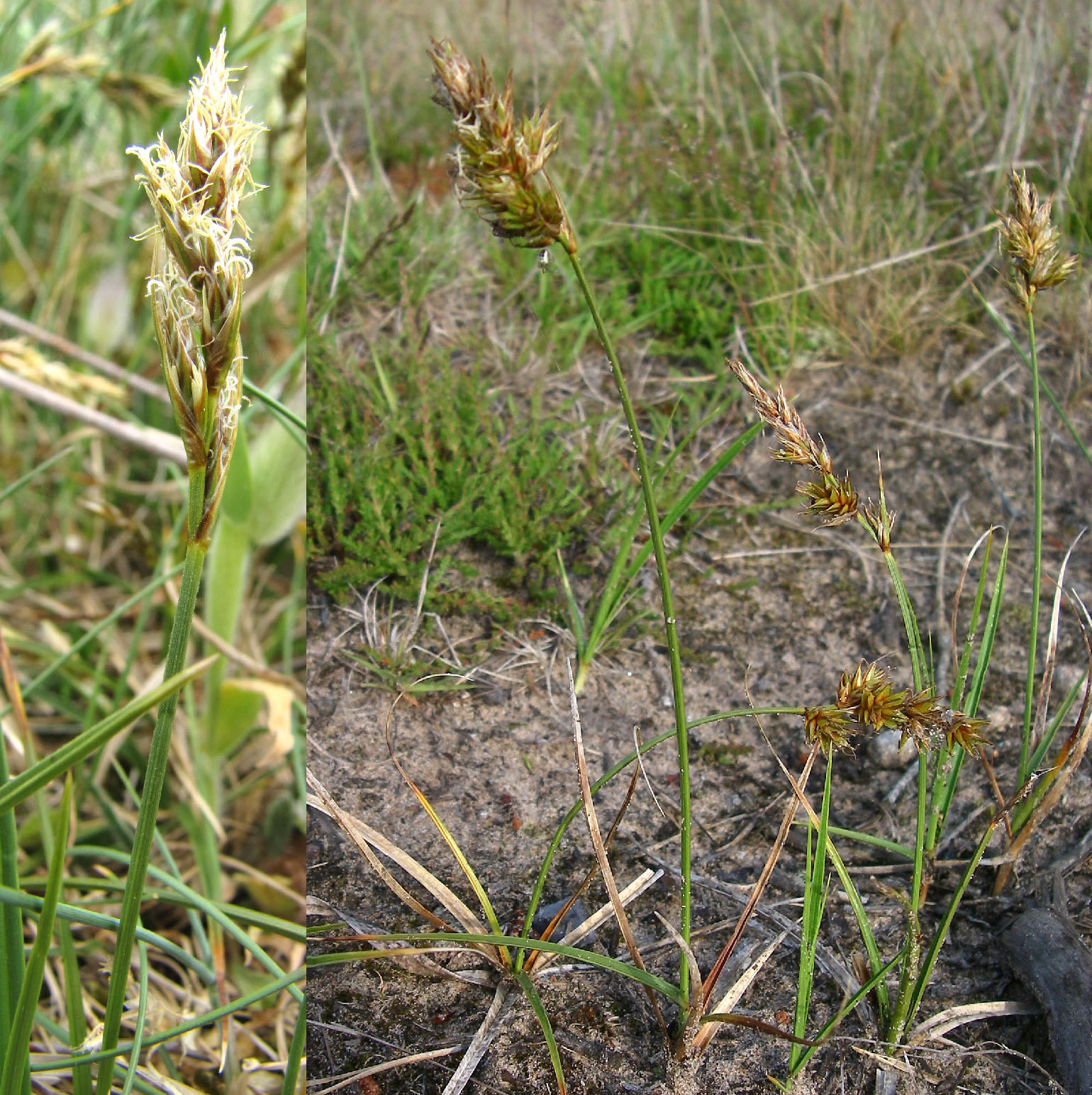 Cyperaceae