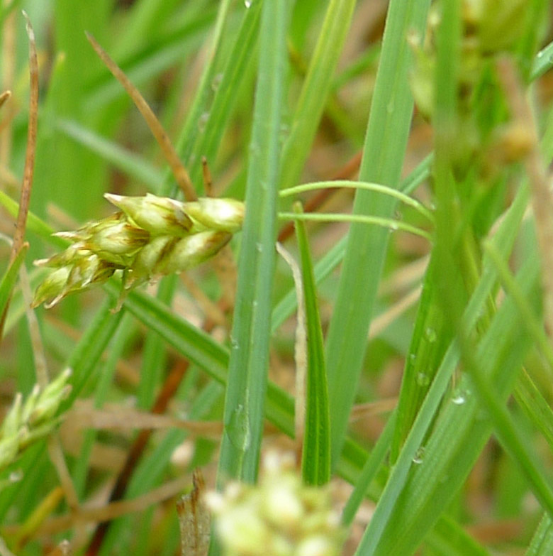 Cyperaceae