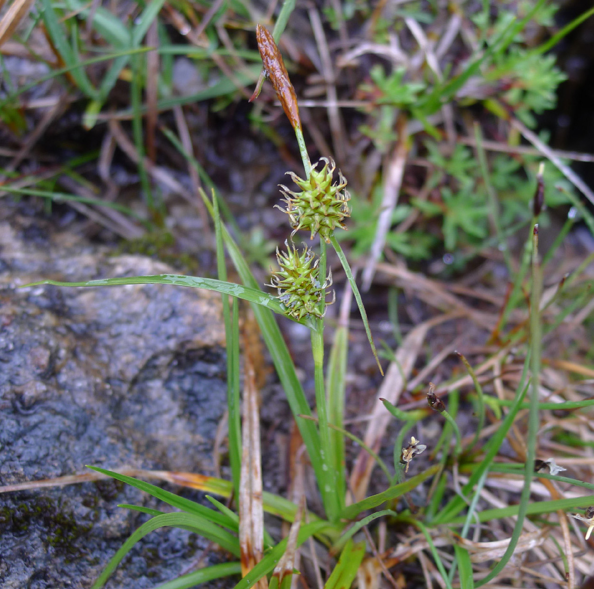 Cyperaceae