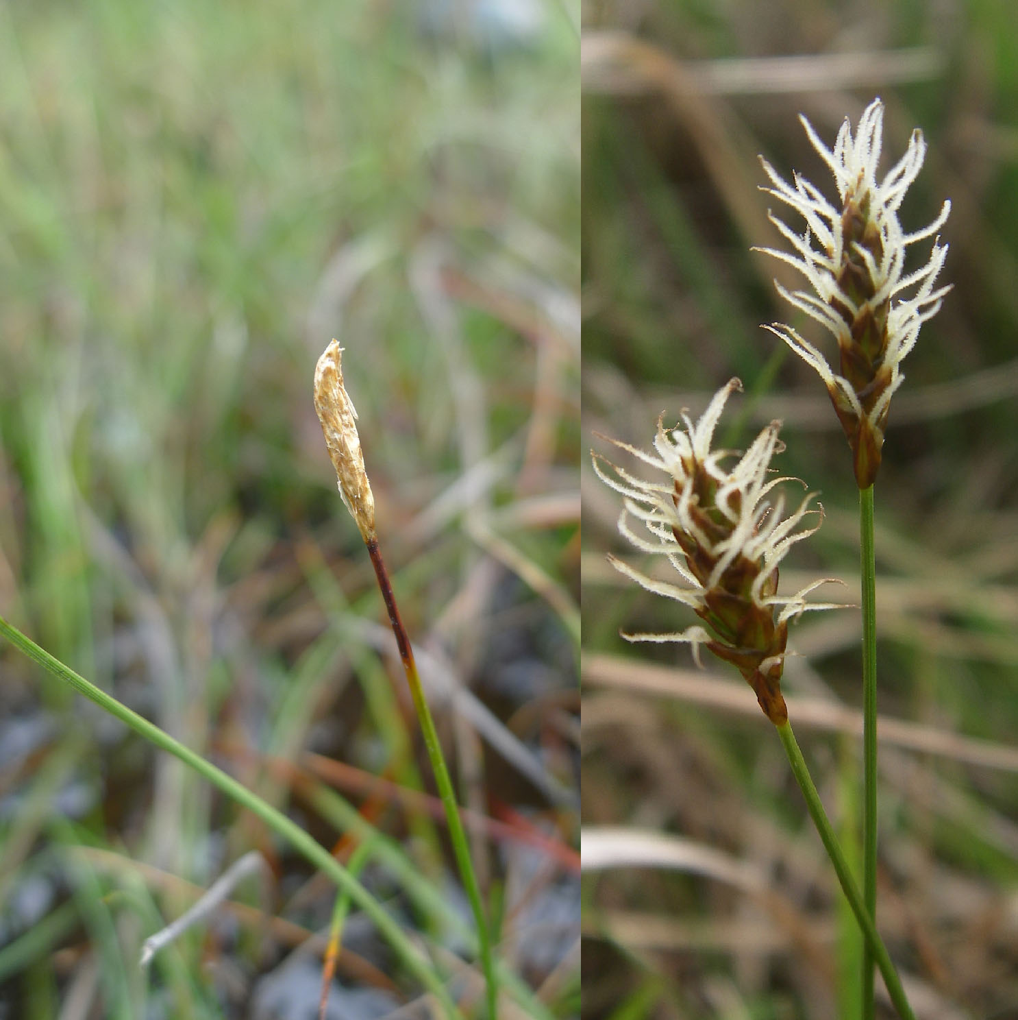 Cyperaceae