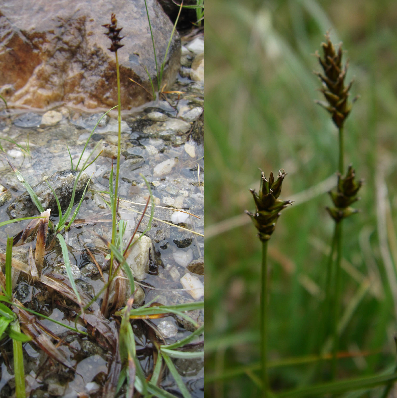 Cyperaceae