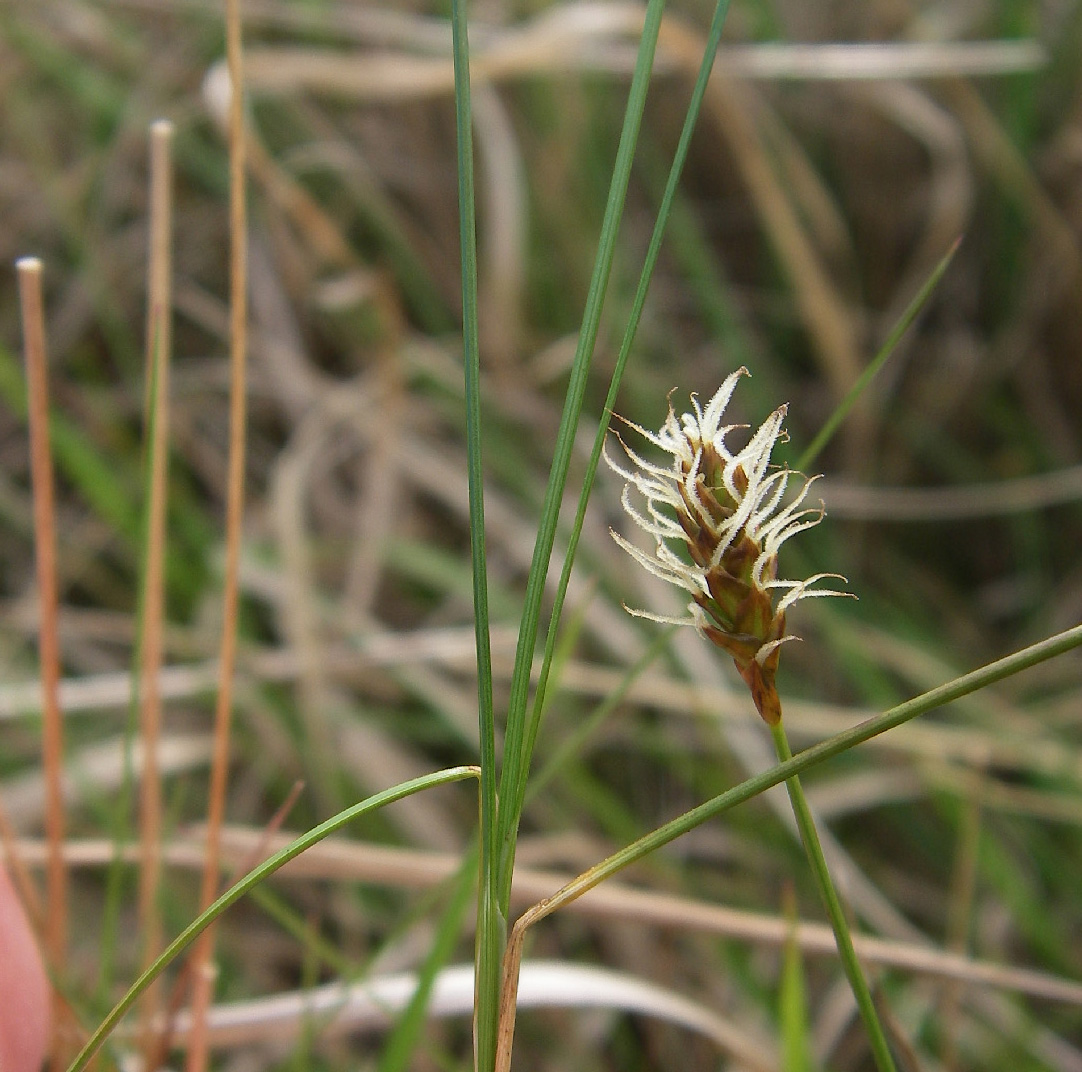 Cyperaceae