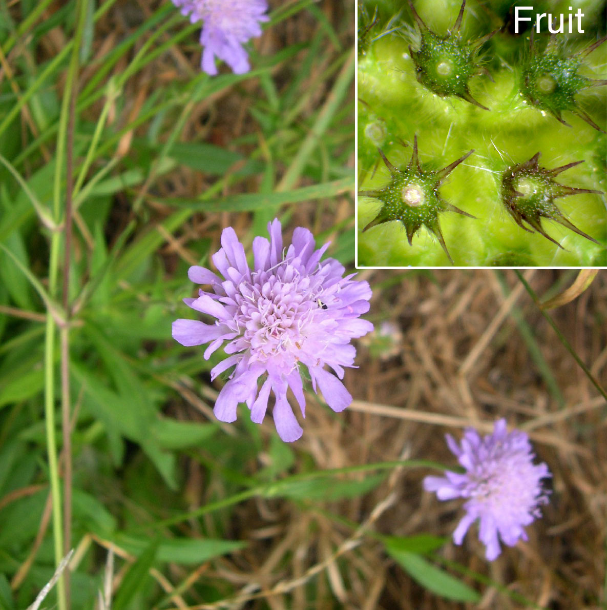 Dipsacaceae