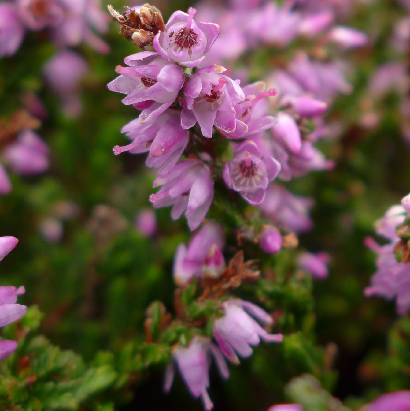 Ericaceae