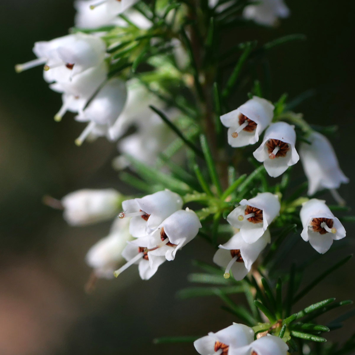 Ericaceae