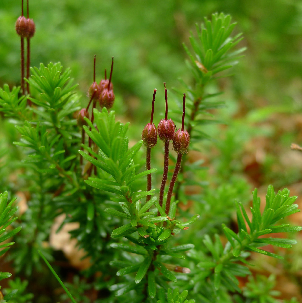 Ericaceae