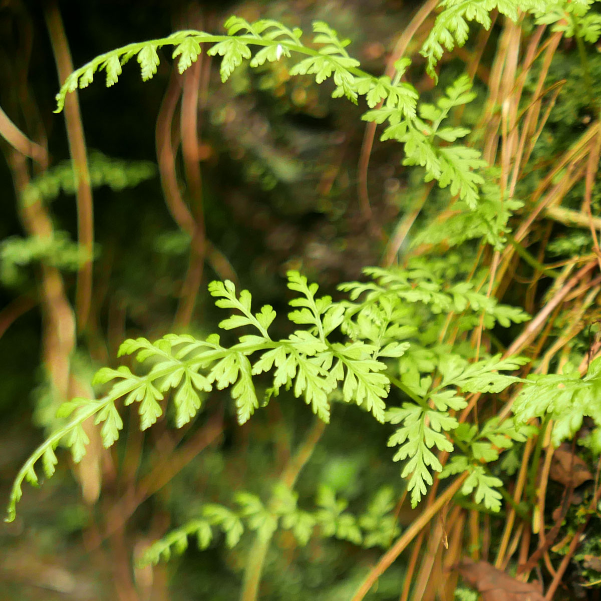 Ferns