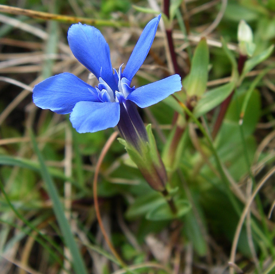 Gentianaceae